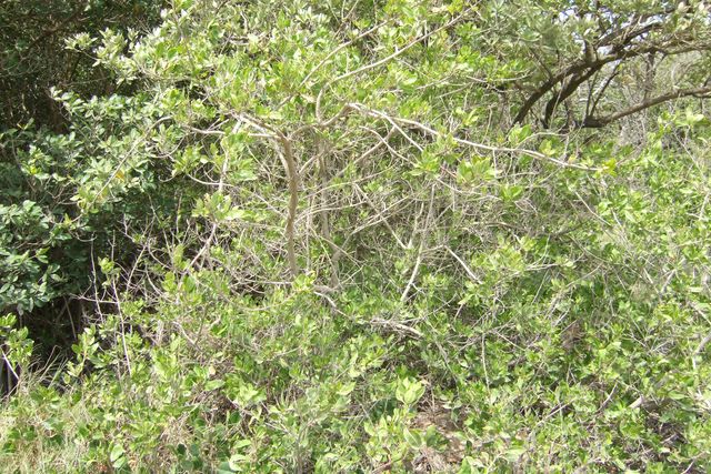 Papo Vives Sacerdote del Bosque: Plantas de Dunas